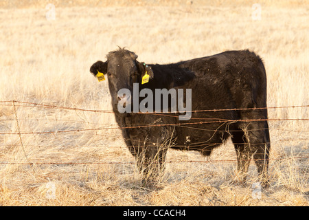 Cattle behind barbed wire fence with Devils Tower in distance, top ...