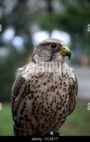 Eagle looking very strong and fierce Stock Photo - Alamy