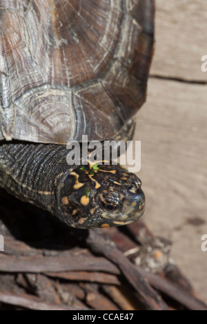 Asian or Indian Black Terrapin or Hard Shelled Turtle Melanochelys ...