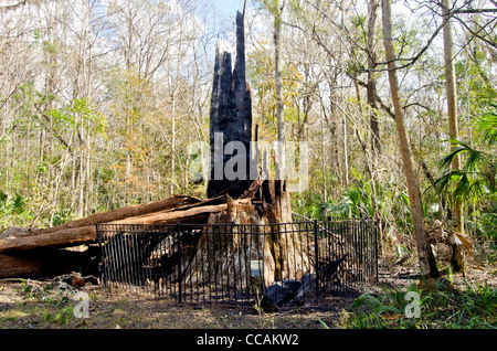 The Senator bald cypress tree burned stump and lightning protection ...