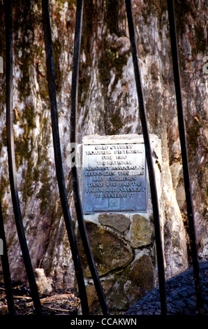 The Senator, 3500-year-old cypress tree, the world's oldest cypress and ...