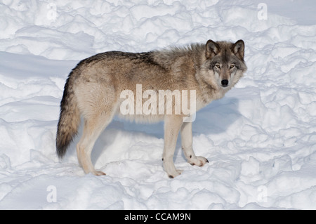 Timber Wolf in Winter Stock Photo - Alamy