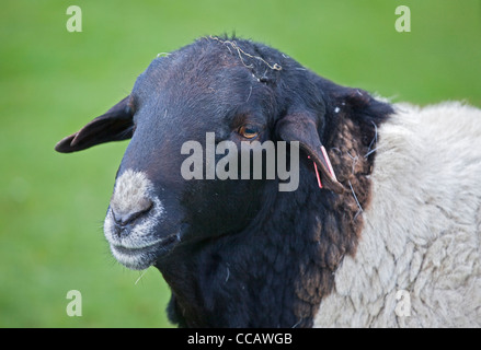 Somali Black Headed Sheep Stock Photo - Alamy