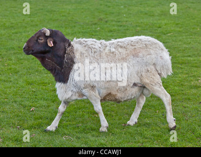 Somali Black Headed Sheep Stock Photo - Alamy