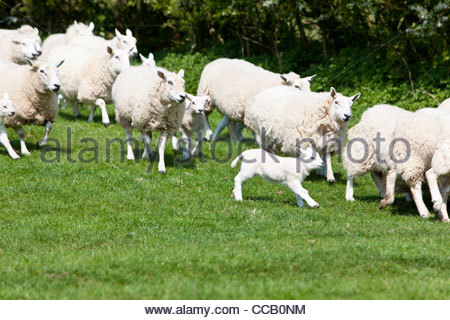 Sheep herd running. Sheep running on the meadow Stock Photo: 117857480 ...