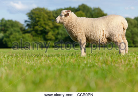 Side view of Sheep standing in front of white background Stock Photo ...