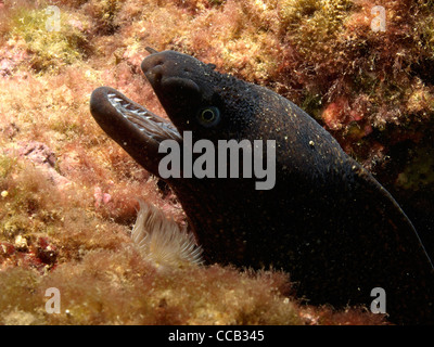 Mediterranean Moray and Conger Eel in Cave, Muraena helena, Conger ...