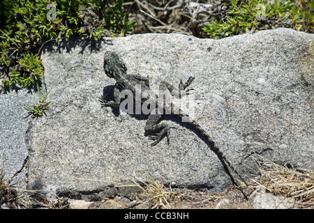 Table Mountain Lizard Stock Photo - Alamy