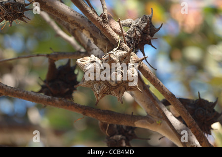 Bald Island Marlock (Eucalyptus conferruminata), fruit clusters or gum ...