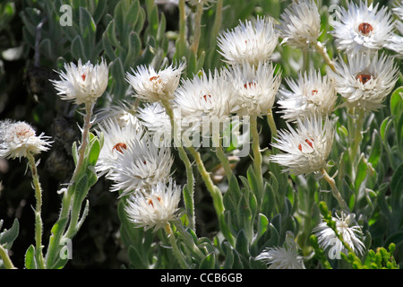 White everlasting (Syncarpha argyropsis) in bloom at Cape Point Stock ...