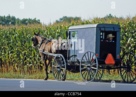 Amish Buggy and Corn Field Lancaster County Pennsylvania USA Stock ...