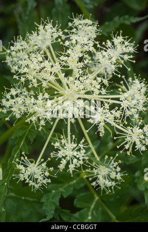 laserpitium halleri flowers, sedornia valley, italy Stock Photo - Alamy