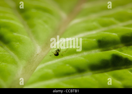 Spider on a green leaf close up Stock Photo - Alamy