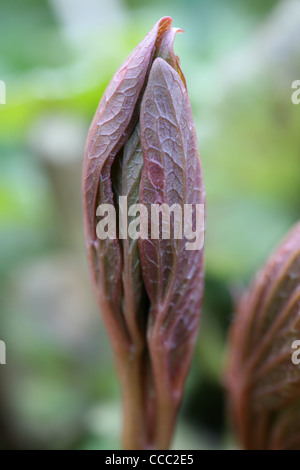 new peony growth in spring Stock Photo - Alamy
