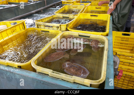 Live seafood in fish tanks at a seafood restaurant in Taipei City Stock ...