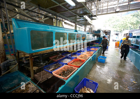 Live seafood in fish tanks at a seafood restaurant in Taipei City Stock ...