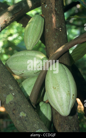 Cacao tree with cacao fruit pods hanging from the branches Stock Photo ...