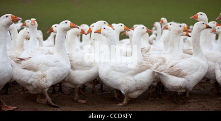 Free range Norfolk Geese at Goodmans farm, Great Witley, Worcestershire ...