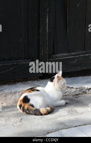Cat in the Plaka District, Athens City Center, Greece Stock Photo - Alamy