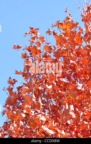 indian summer, maple tree, autumn colors, indian summers, maple trees ...