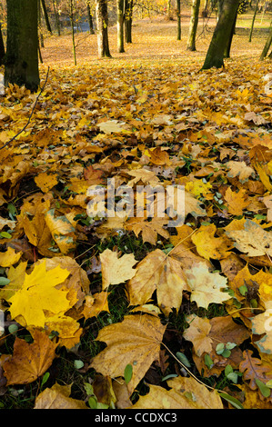 Fall leaves ground forest autumn Stock Photo - Alamy
