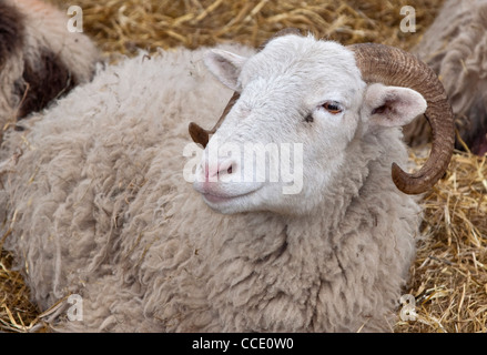Grey Face Dartmoor sheep Stock Photo - Alamy