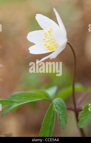 Vertical close-up of white woodland strawberry flowers with yellow ...