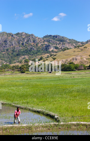 Rice field, Timor-Leste (East Timor), Asia Stock Photo - Alamy