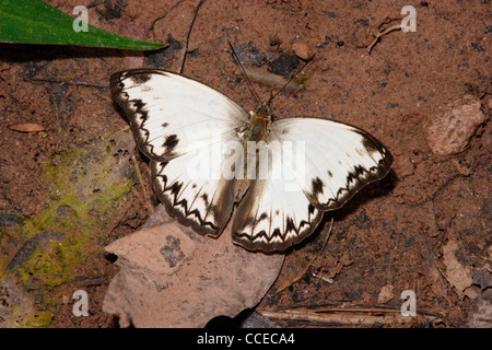 Common Glider Butterfly (Cymothoe caenis : Nymphalidae), male puddling ...