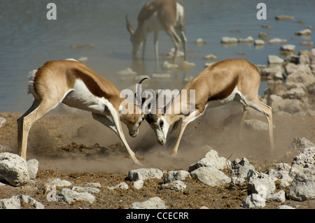 Sparring male springbok, Etosha National Park, Namibia Stock Photo - Alamy