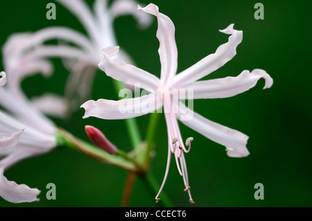Nerine Nikita Guernsey lily Bowden-Cornish lily Nikita nerines autumn ...
