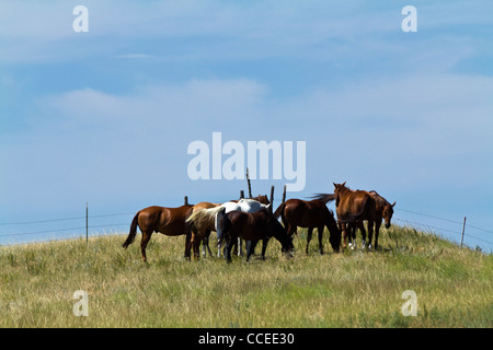 The Pine Ridge prairie Native American Reservation tribe Lakota Oglala ...