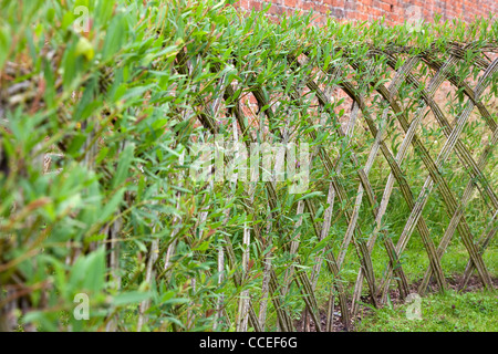 Live Willow woven screen fencing or fedge, England, UK Stock Photo - Alamy