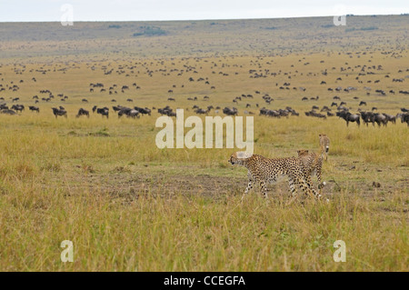 Three Cheetahs on a hunt and a large herd of wildebeest , in Masai Mara ...