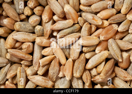 Hulled rye berries at life-size magnification - background Stock Photo ...