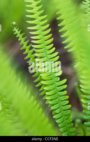 Hard-fern (Blechnum spicant) plant under dry foliage Stock Photo - Alamy