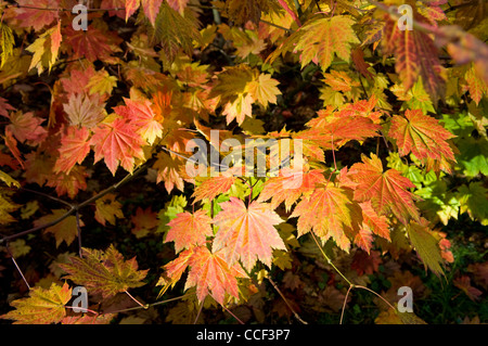Autumn background with maple leaves on tree with sunbeam of sun Stock ...