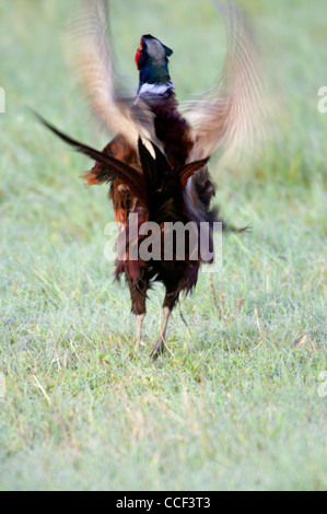 Male Pheasant (Phasianus colchicus) calling, Hungary, June Stock Photo ...