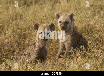 Spotted Hyena sitting down in Tanzania's famous Ngorongoro National ...