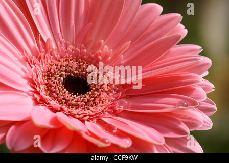 pink gerber daisy with raindrops in nature Stock Photo - Alamy