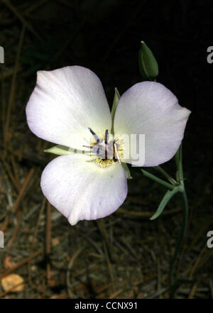 Jun 14, 2003 - Idyllwild, California, USA - This beautiful yellow wild ...