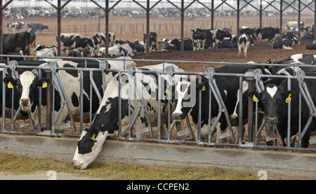 Oct 17, 2010 - Hemet, California, U.S. - Cows feed at the Pastime Lakes ...