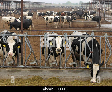 Oct 17, 2010 - Hemet, California, U.S. - Cows feed at the Pastime Lakes ...