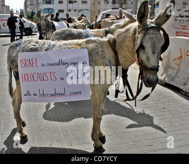 Mar 11, 2008 - Gaza Strip, Palestinian Territory - Camel with posters ...