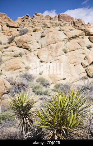 Feb. 23, 2011 - Joshua Tree National Park, California, U.S. - Cholla ...