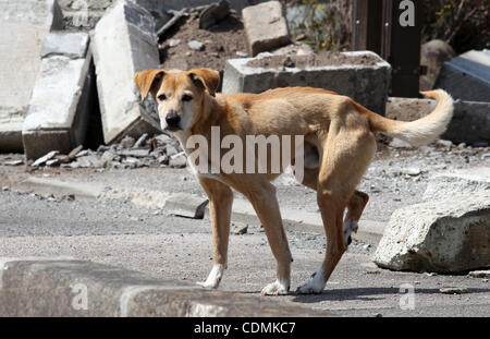 Apr. 10, 2011 - Futaba, Japan - Abandoned cows are stand within the ...