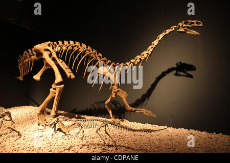 A Plateosaurus skeleton is on display at the Museum Auberlehaus in ...