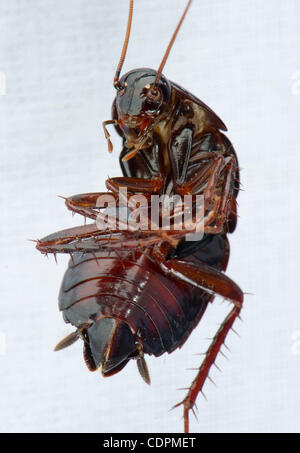 June 17, 2011 - Roseburg, Oregon, U.S - A large live Oriental cockroach ...