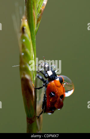 July 12, 2011 - Roseburg, Oregon, U.S - A damp ladybug climbs on a tall ...