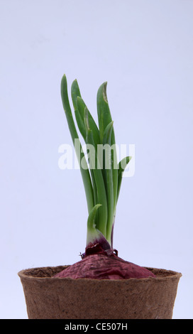 Fresh onion. Onion bulbs with fresh green sprouts on white background ...